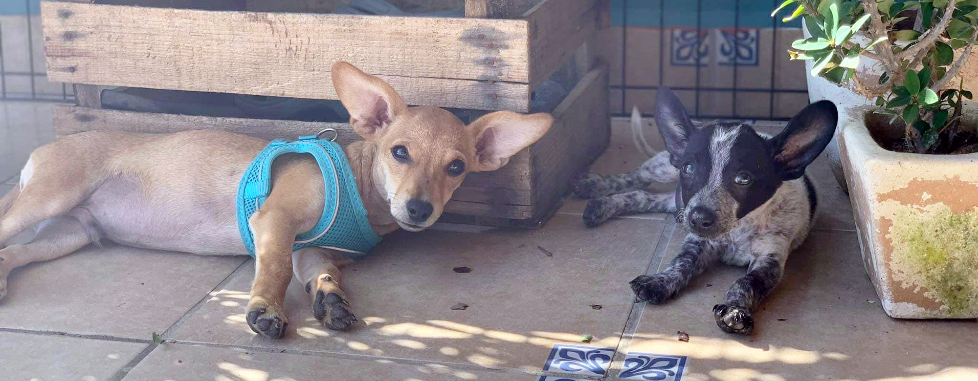 Donate – Dedicated to Helping Animals