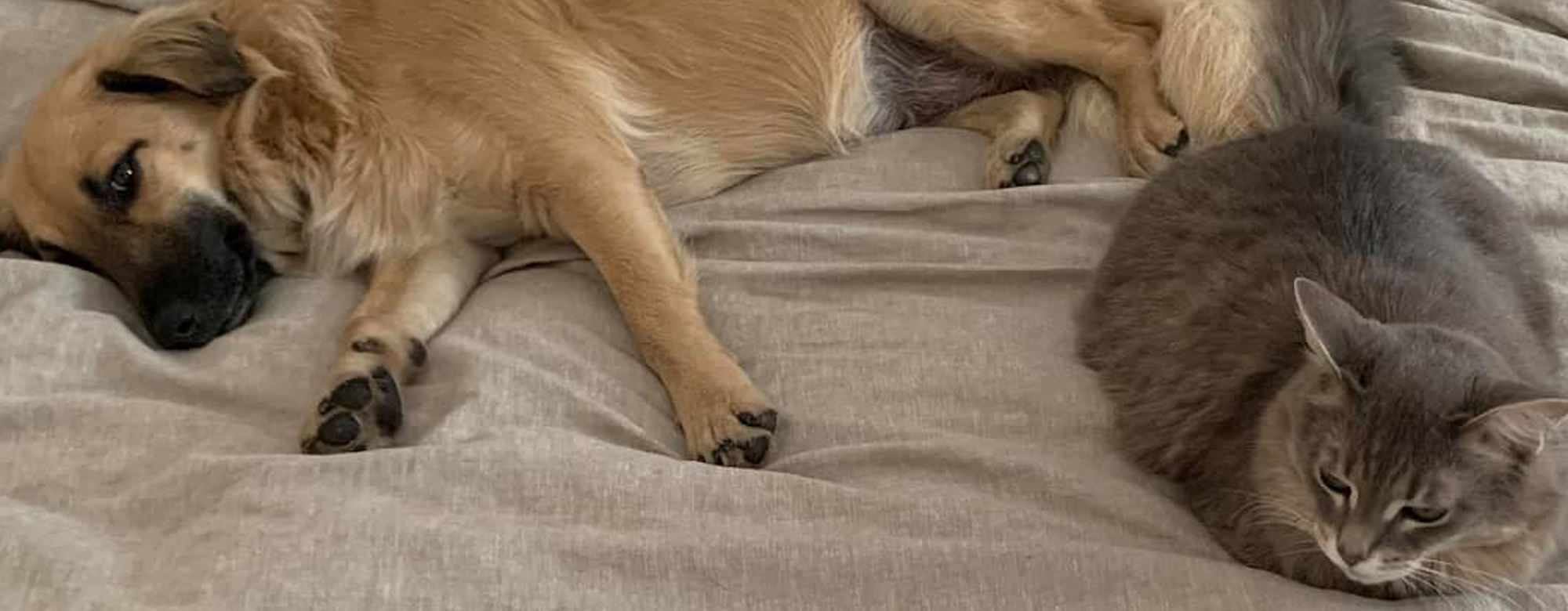 Contact – Dedicated to Helping Animals