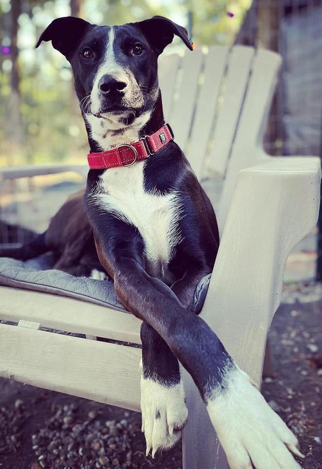 Contact – Dedicated to Helping Animals